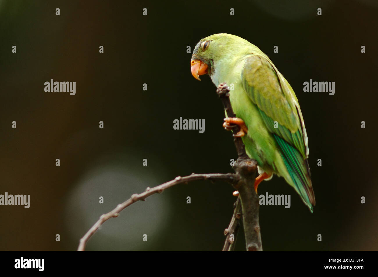 The Vernal Hanging Parrot (Loriculus vernalis) roosting on tree perch ...