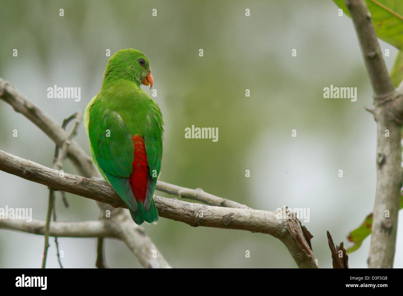 The Vernal Hanging Parrot (Loriculus vernalis) showing its red rump ...