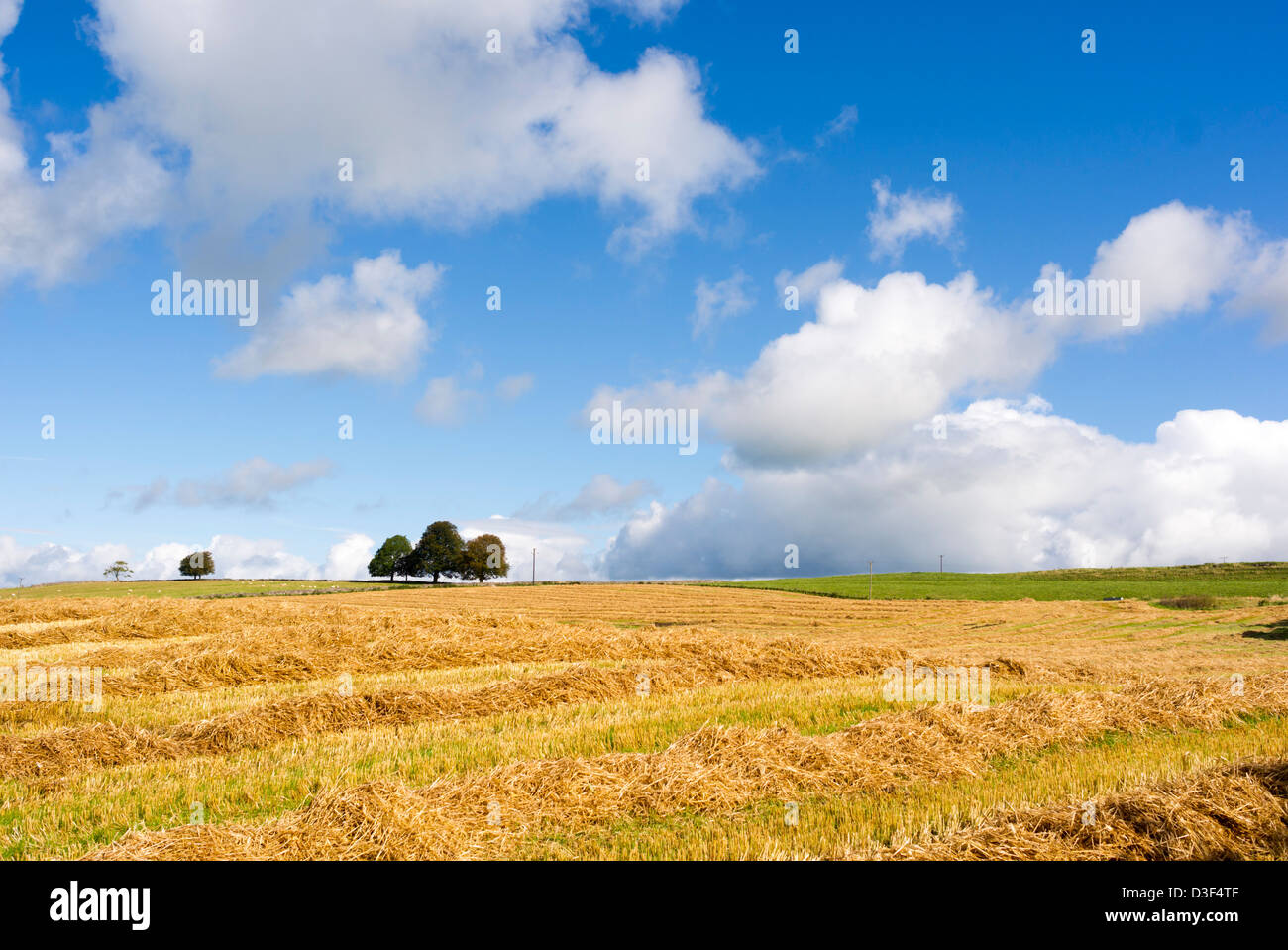 Harvested wheat field in Cumbria England Stock Photo - Alamy
