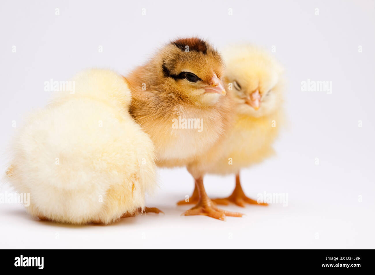 Young Chicks Portrait Stock Photo - Alamy