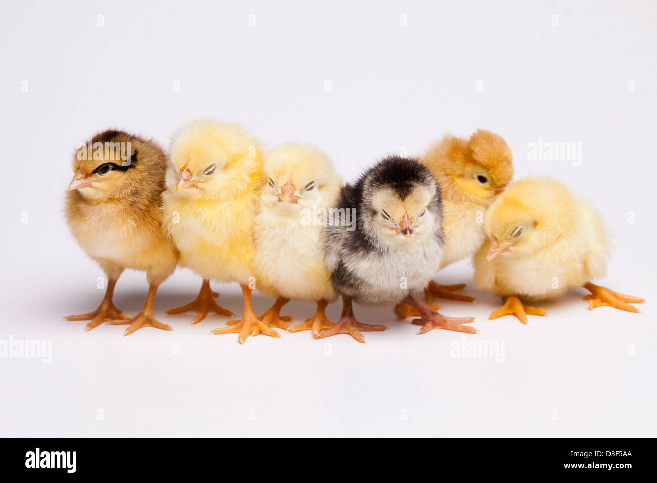 Young Chicks Portrait Stock Photo - Alamy