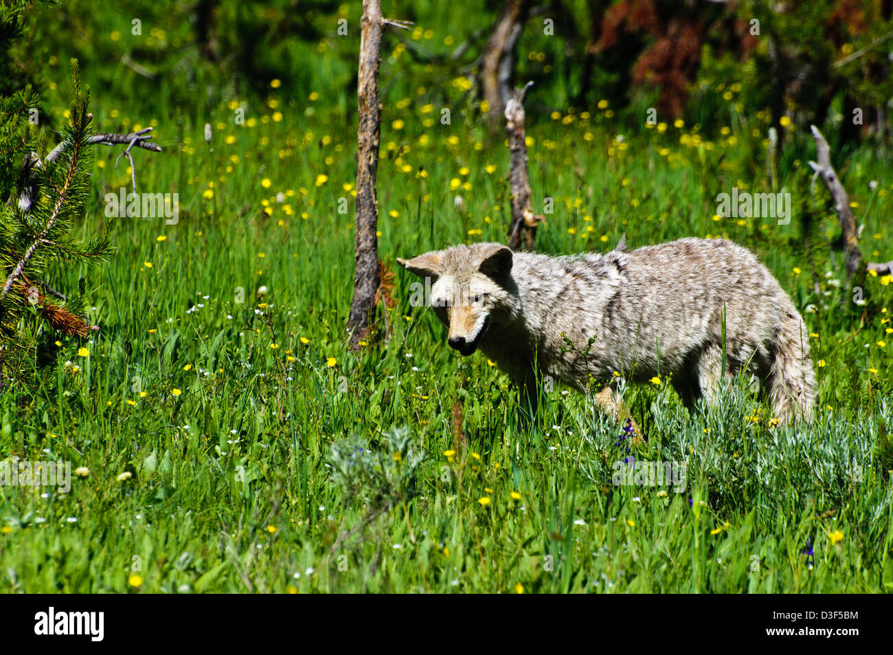 Coyote about to Pounce in a flower filled meadow, Yellowstone National ...