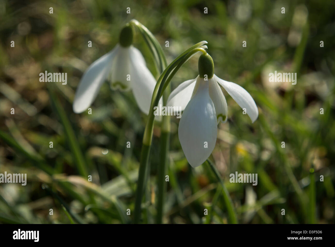 Longer days spring hi-res stock photography and images - Alamy