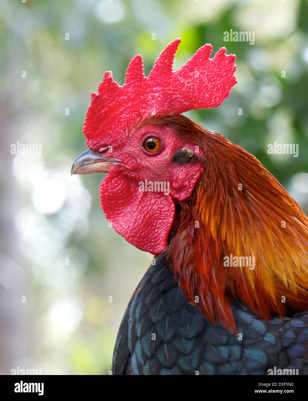 Red comb cockerel hi-res stock photography and images - Alamy