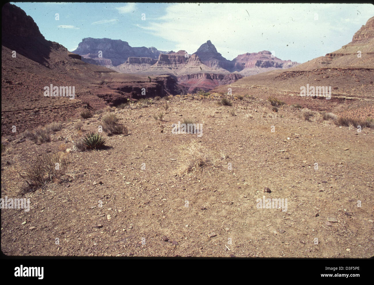 This aerial image from 1975 shows the environmental impact of feral ...