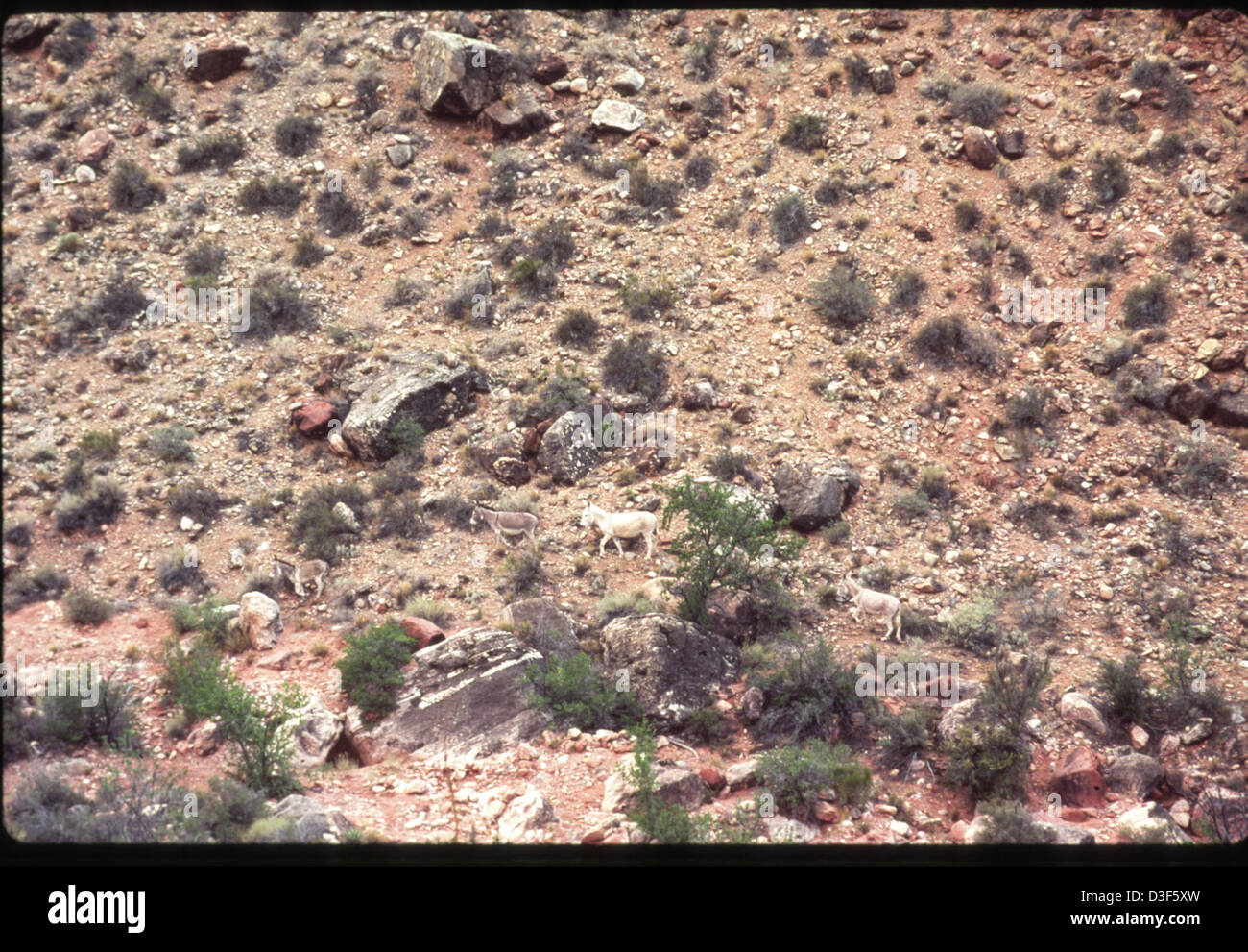 In 1975, aerial images revealed damage caused by feral burros in the ...