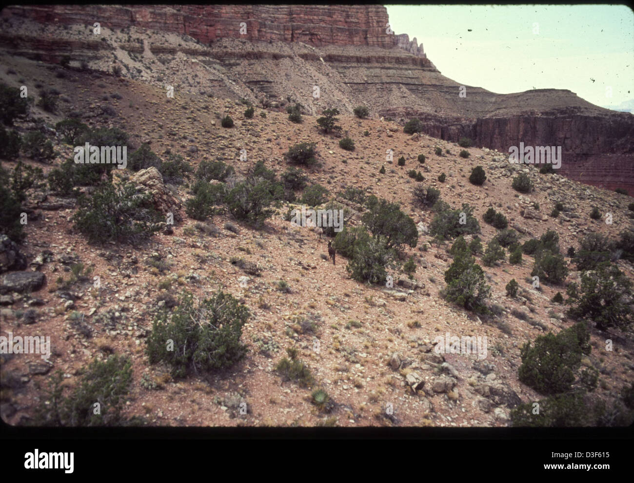 In 1975, aerial photos revealed the impact of feral burros on Grand ...