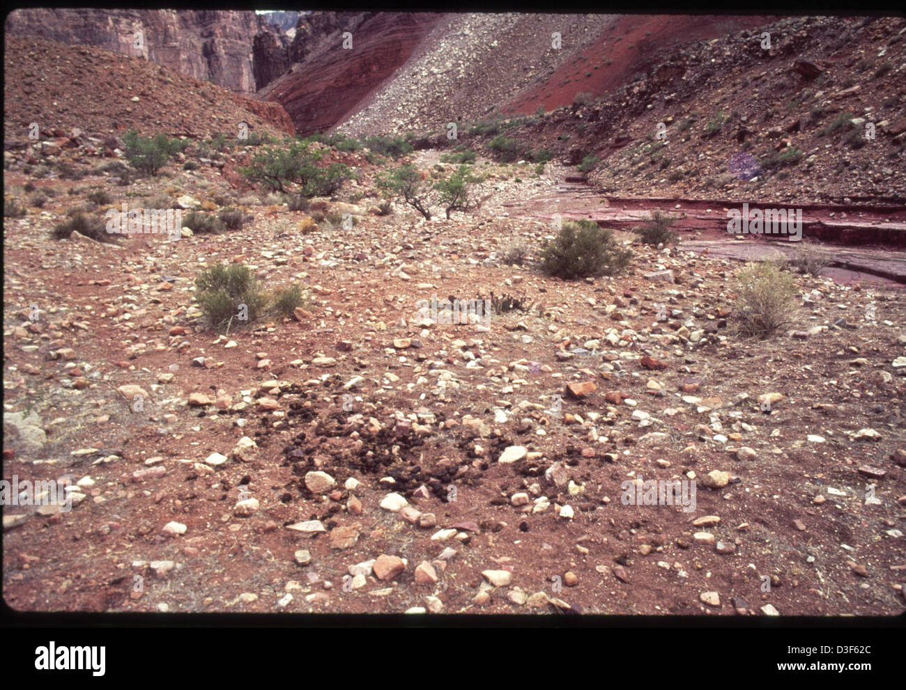 The introduction of feral burros to Grand Canyon National Park in 1975 ...