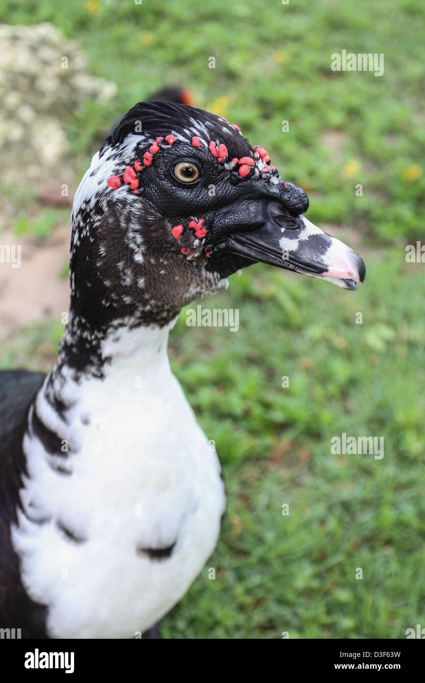 Portrait of decorative duck - Caribbean Stock Photo - Alamy