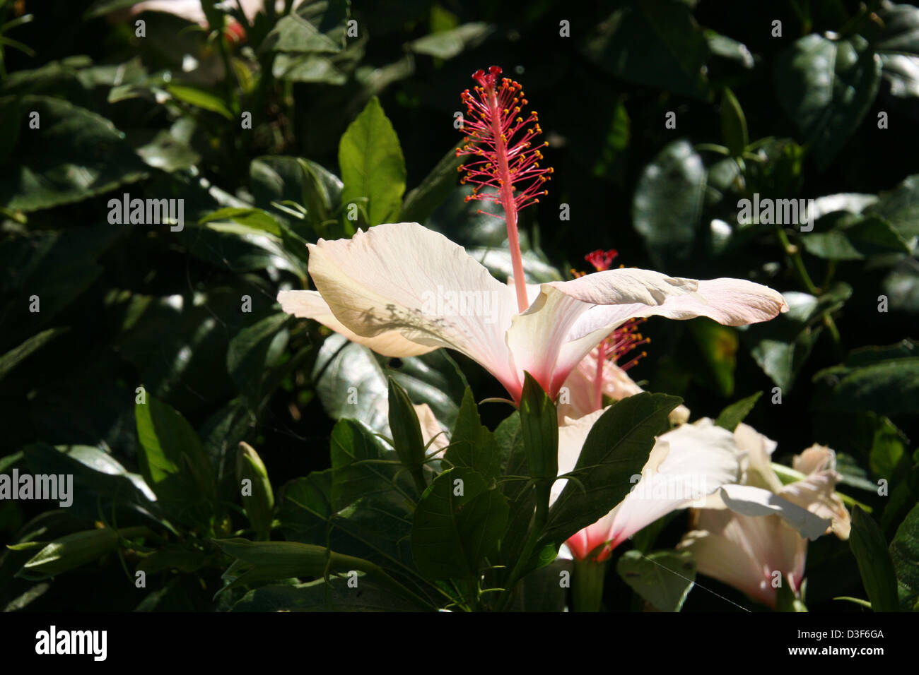 Hibiscus native to africa hi-res stock photography and images - Alamy