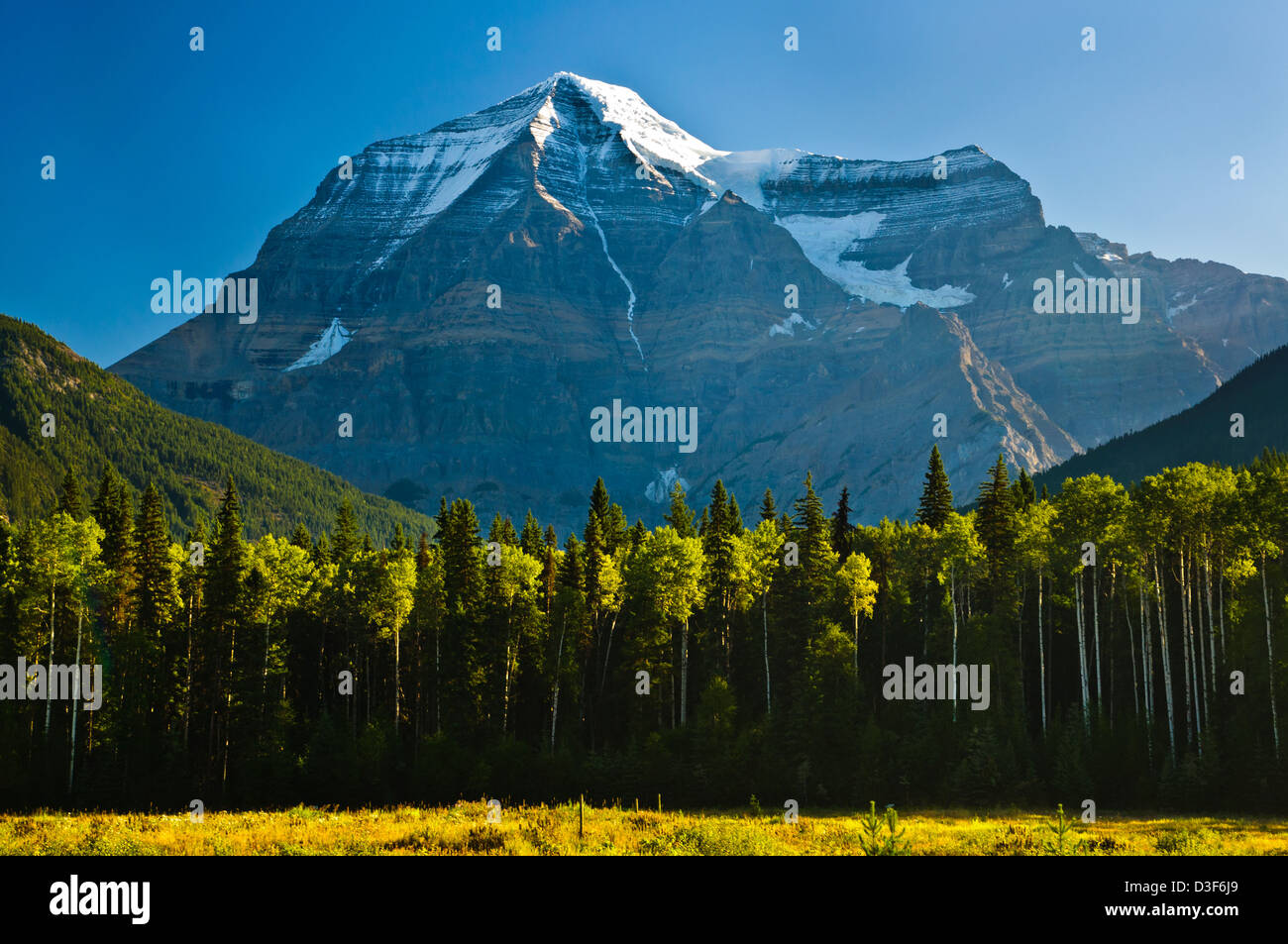 Tree mt robson glacier hi-res stock photography and images - Alamy