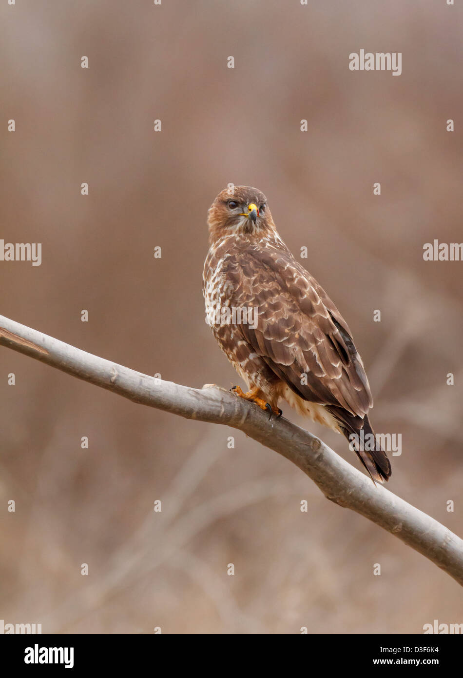 Buzzard image hi-res stock photography and images - Alamy