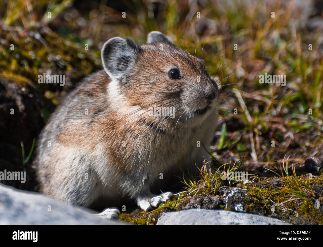 Cute furry Pika Photographed wild in the Canadian Rockies Stock Photo ...