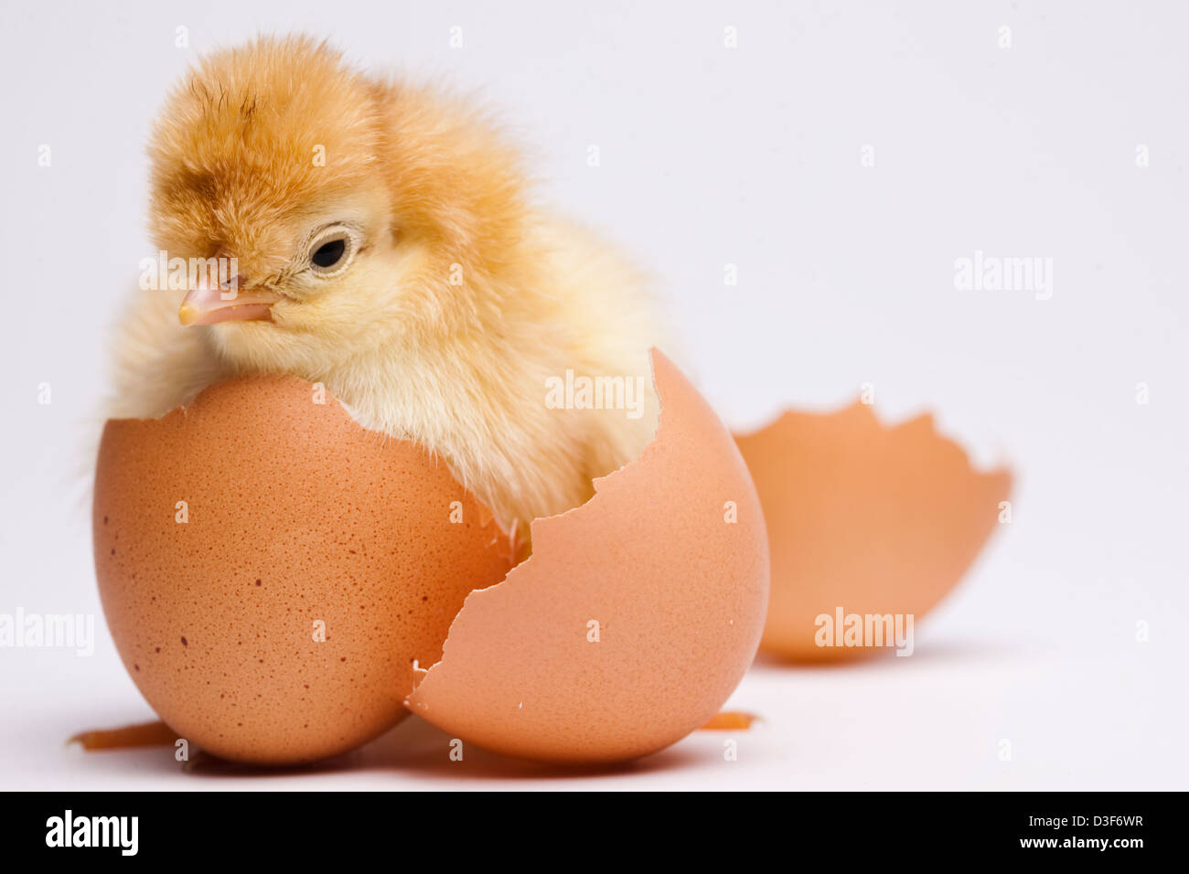 Cute little chick Stock Photo - Alamy