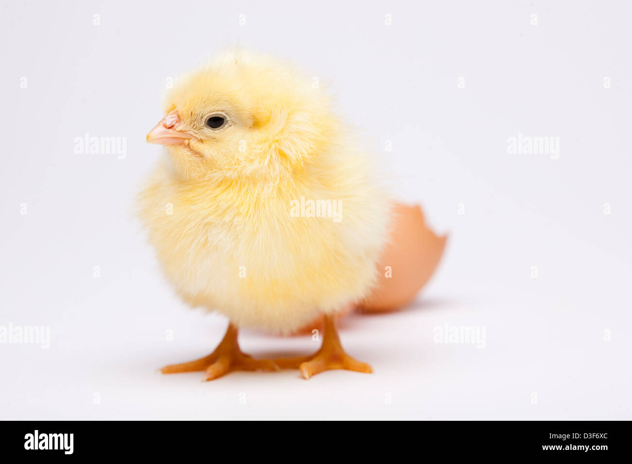 Cute little chick Stock Photo - Alamy