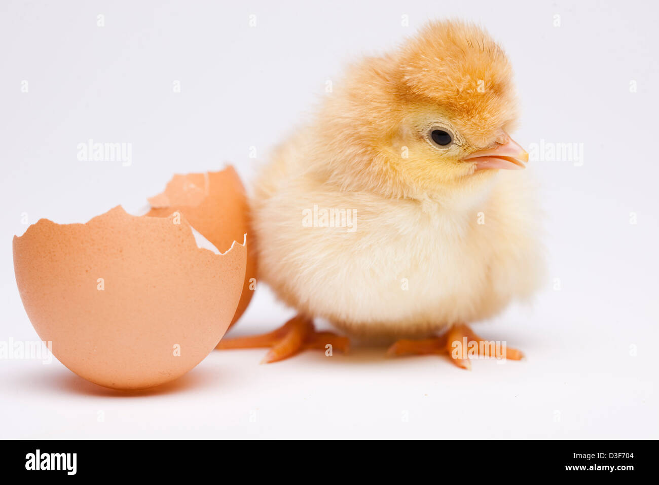 Easter young chick Stock Photo - Alamy