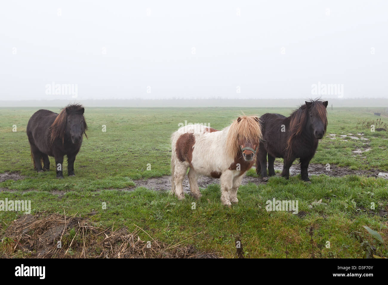 three pony on misty pasture, Netherlands Stock Photo - Alamy