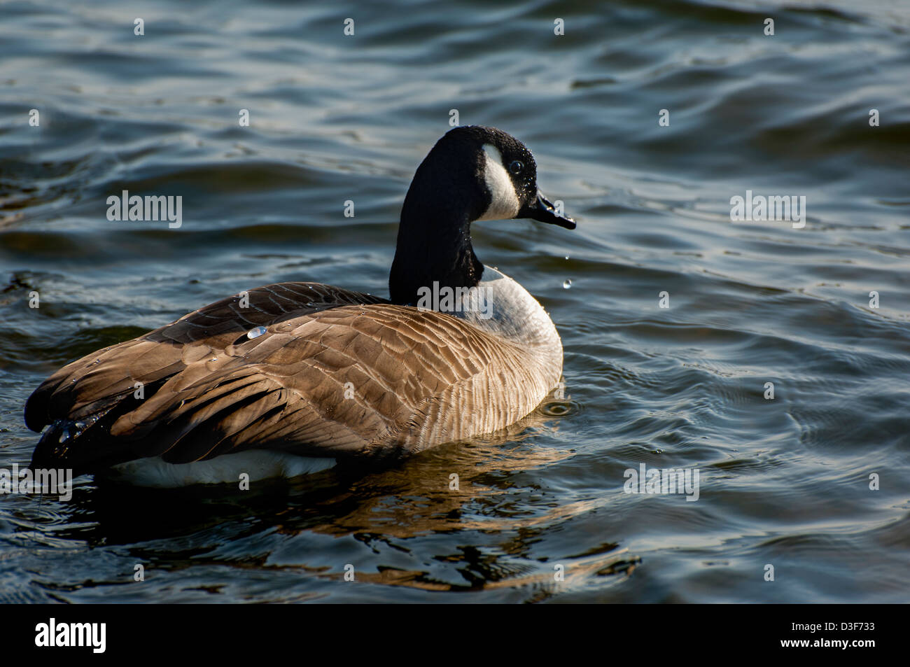 Goose water hi-res stock photography and images - Alamy