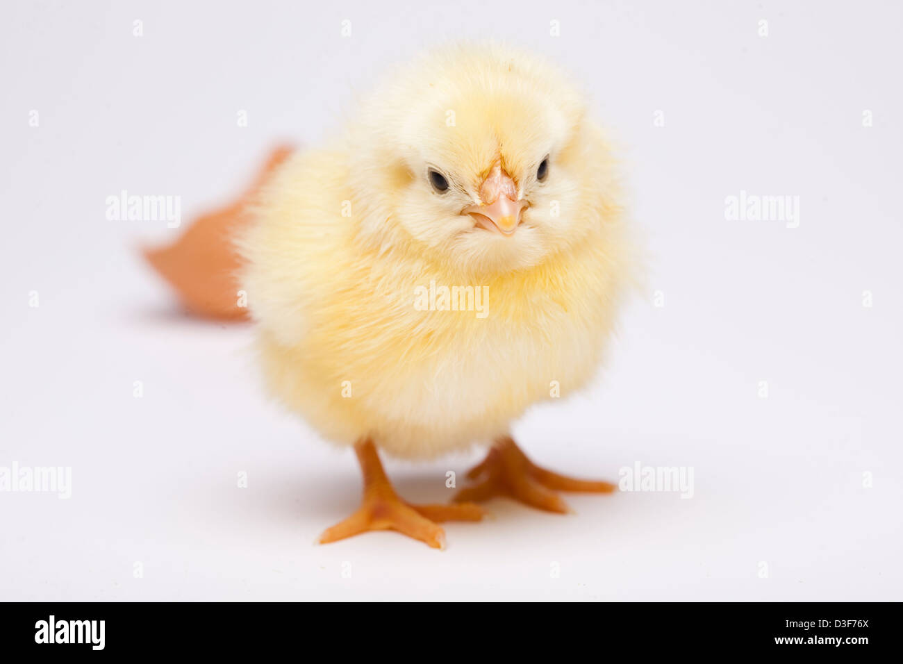 Cute little chick Stock Photo - Alamy