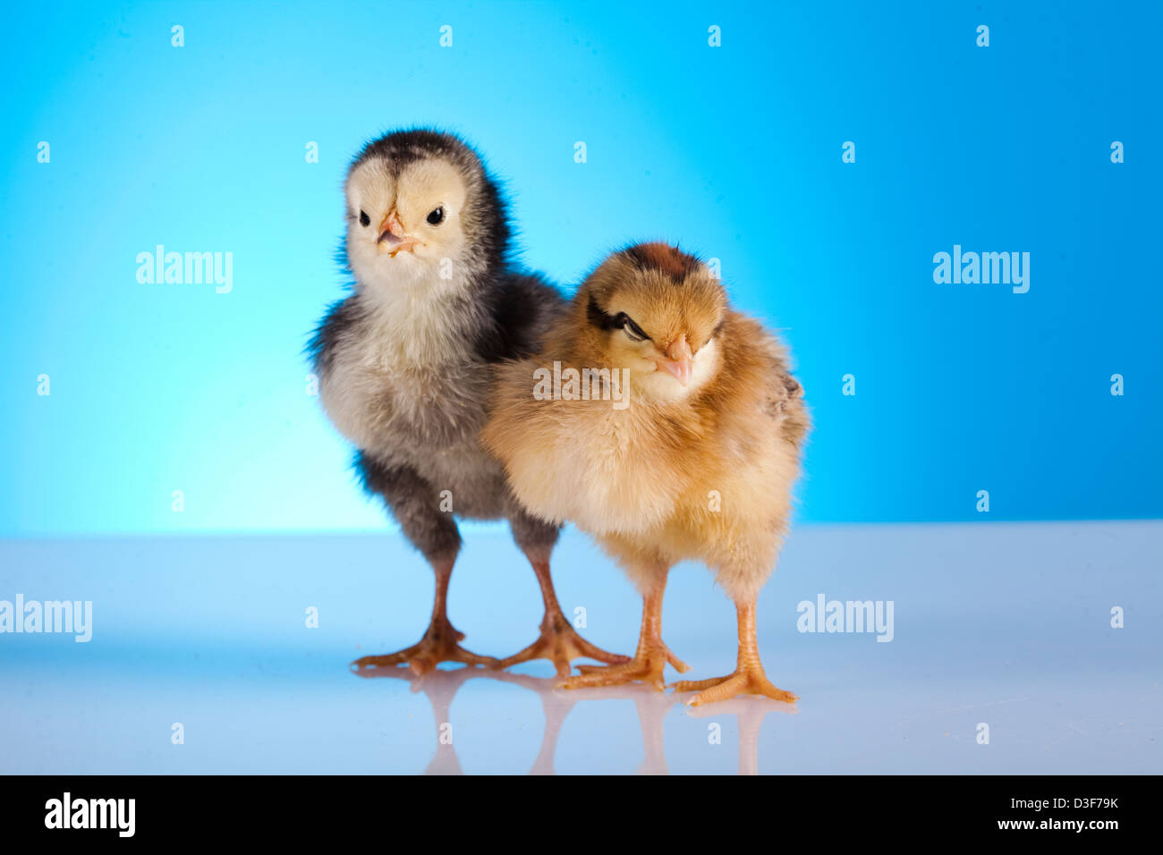 Young Chicks Portrait Stock Photo - Alamy
