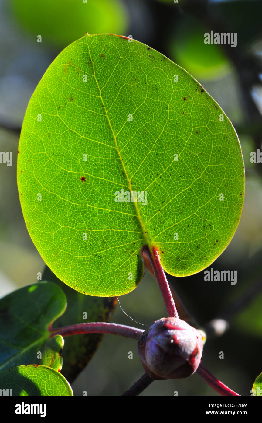 Single leaf on tree perfectly lit by the sun Stock Photo - Alamy