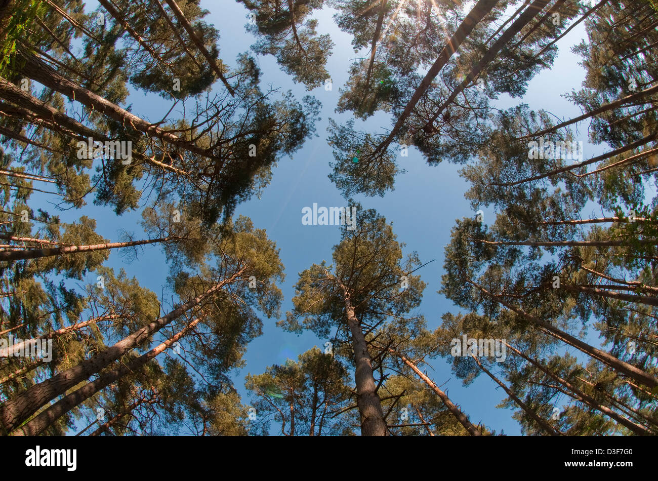 Looking up at tall trees canopy in woodland Stock Photo - Alamy