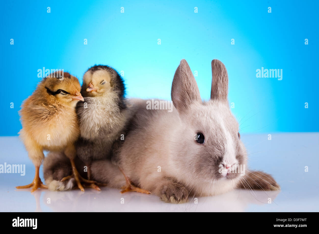 Happy Easter. Chickens and bunny Stock Photo - Alamy