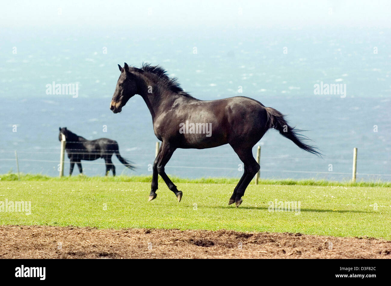 Horses running free Stock Photo - Alamy