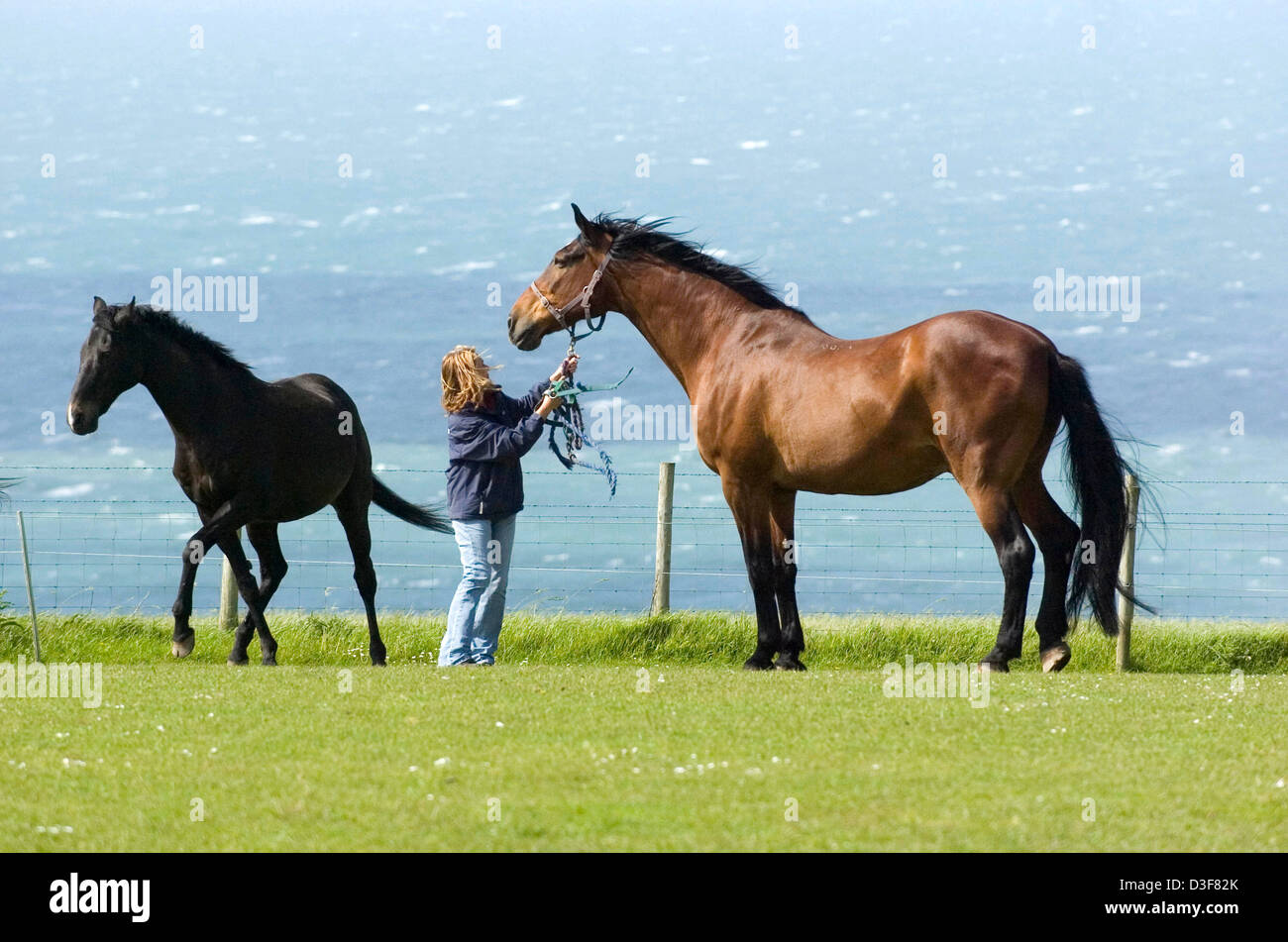 Horses running free Stock Photo - Alamy