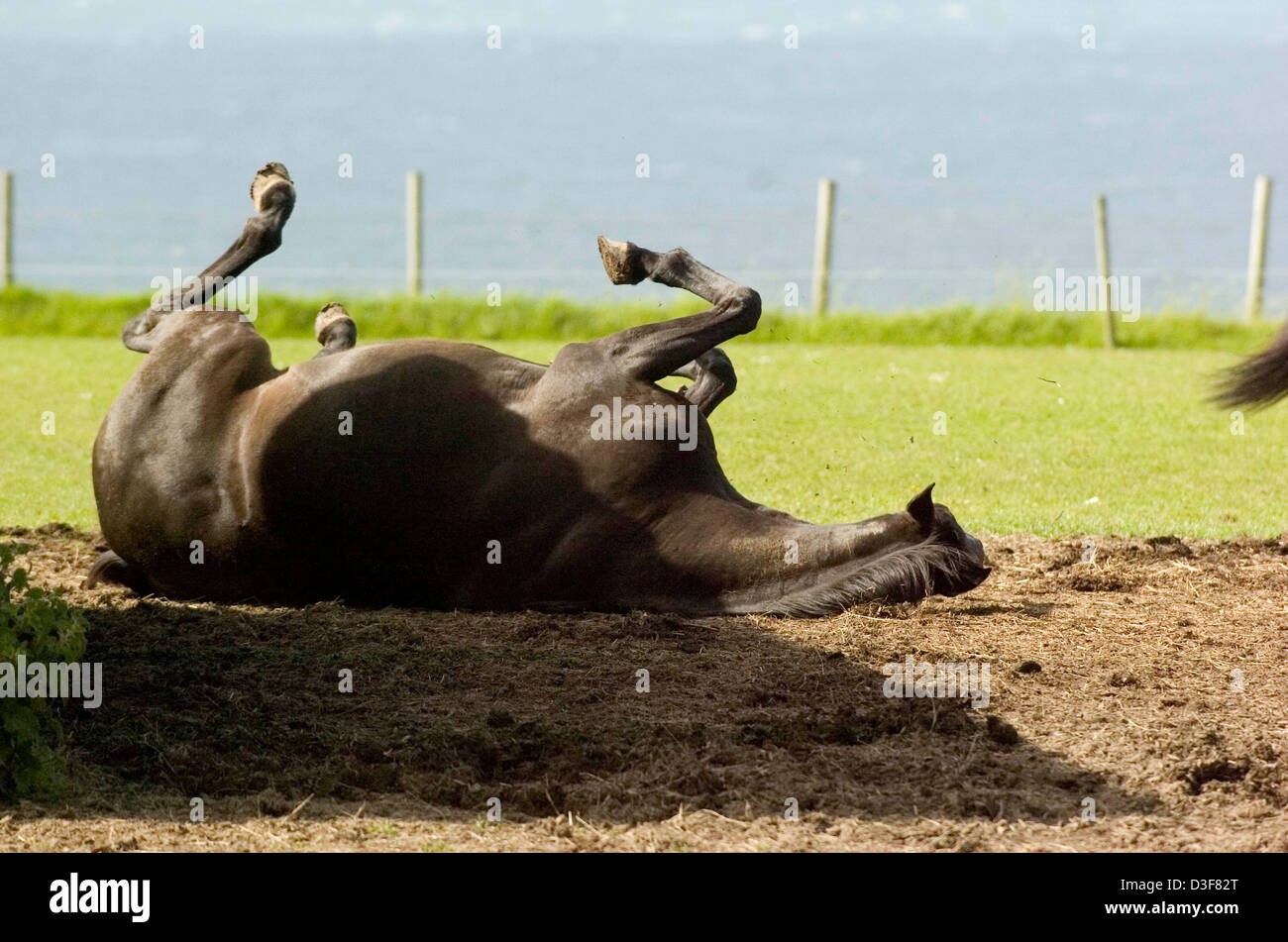 Horses running free Stock Photo - Alamy