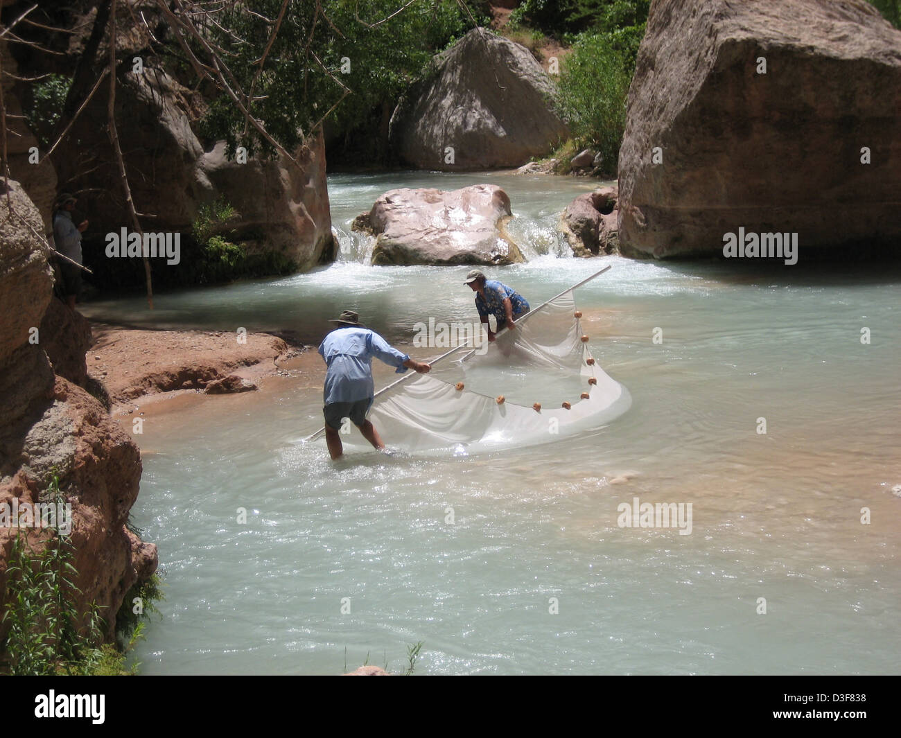 The translocation of Humpback Chub fish in Shinumo Creek, Grand Canyon ...