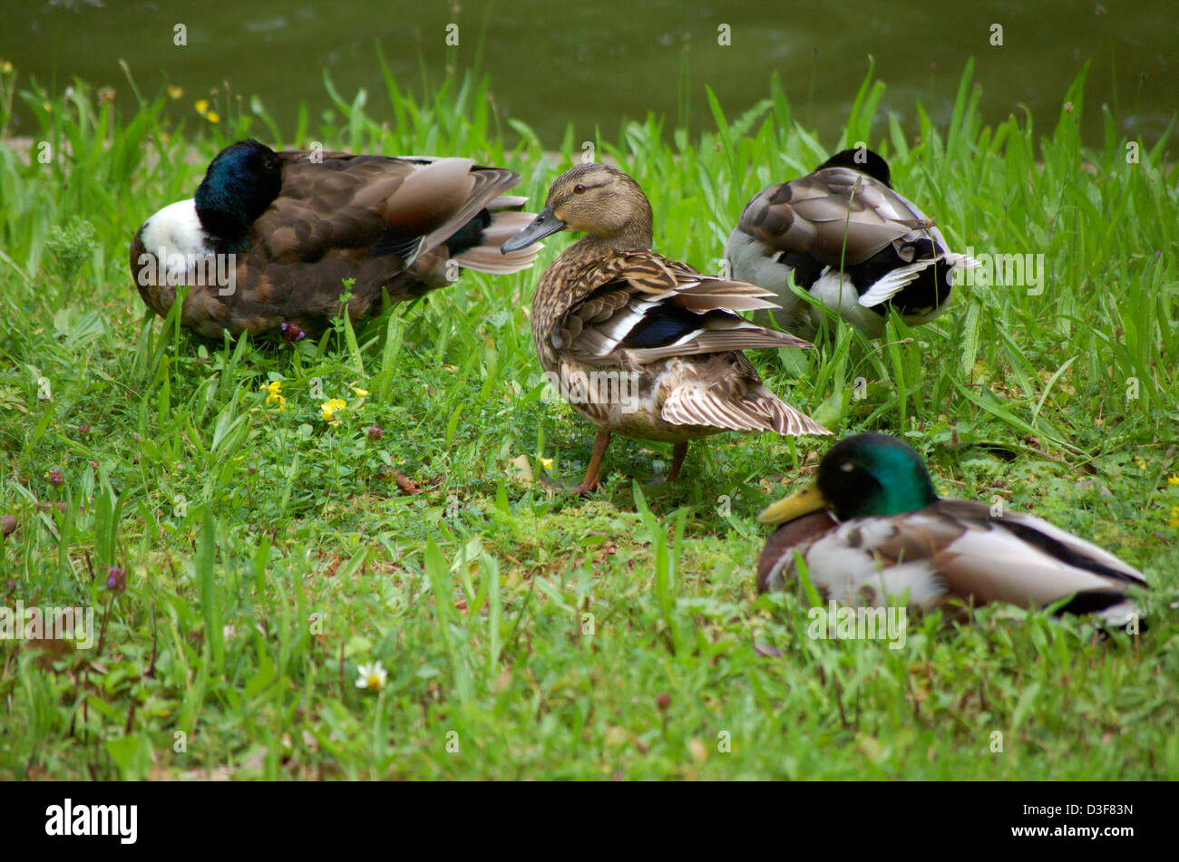 Group of Mallard Ducks in a park in London, England Stock Photo - Alamy