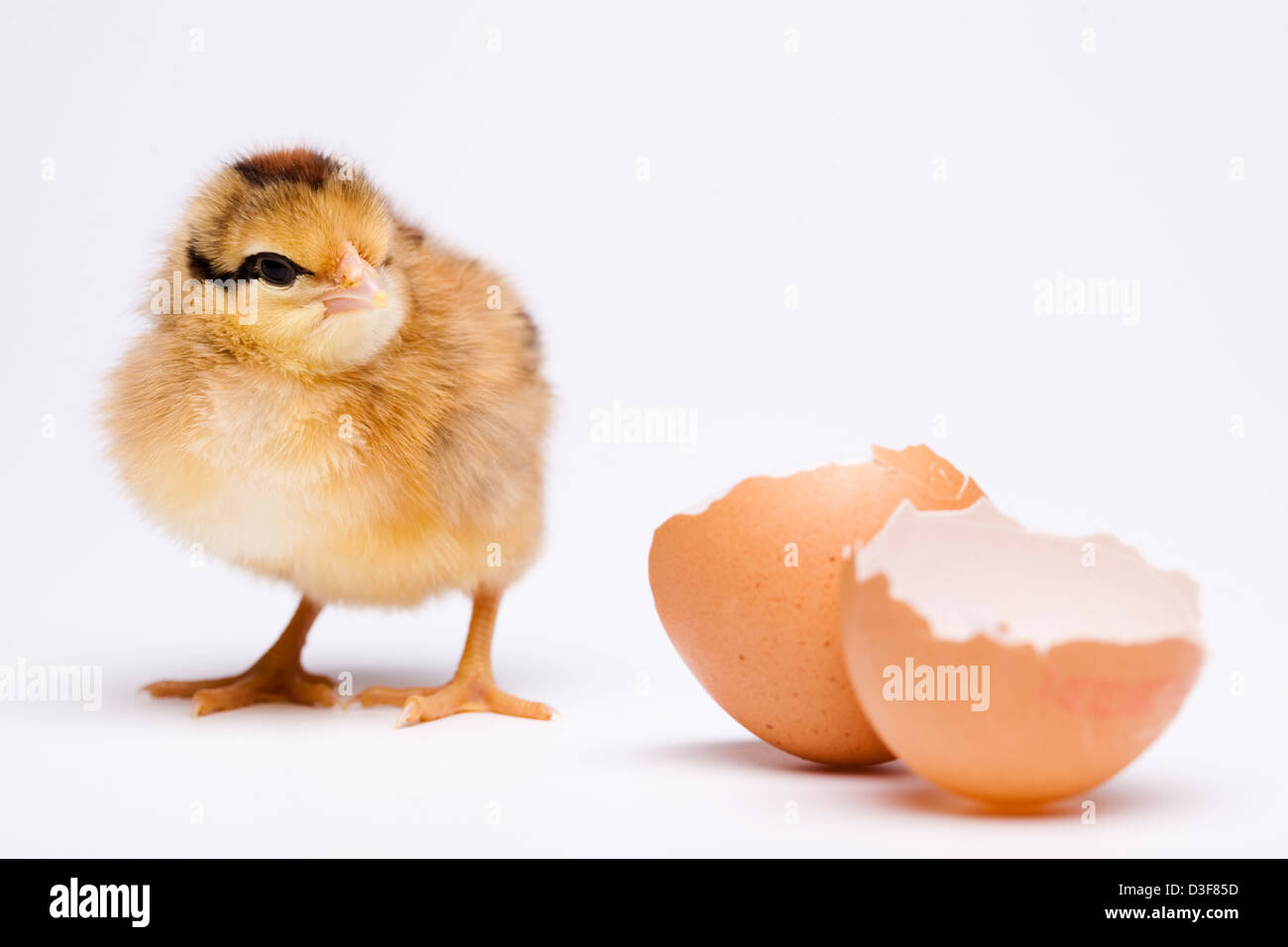 Chick and Eggs Stock Photo - Alamy