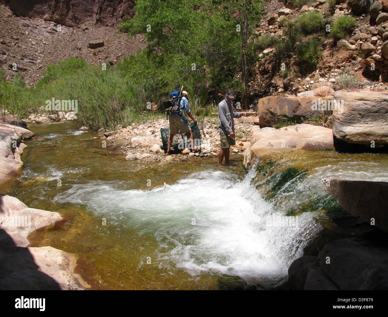The Humpback Chub translocation in Shinumo Creek, part of the Grand ...