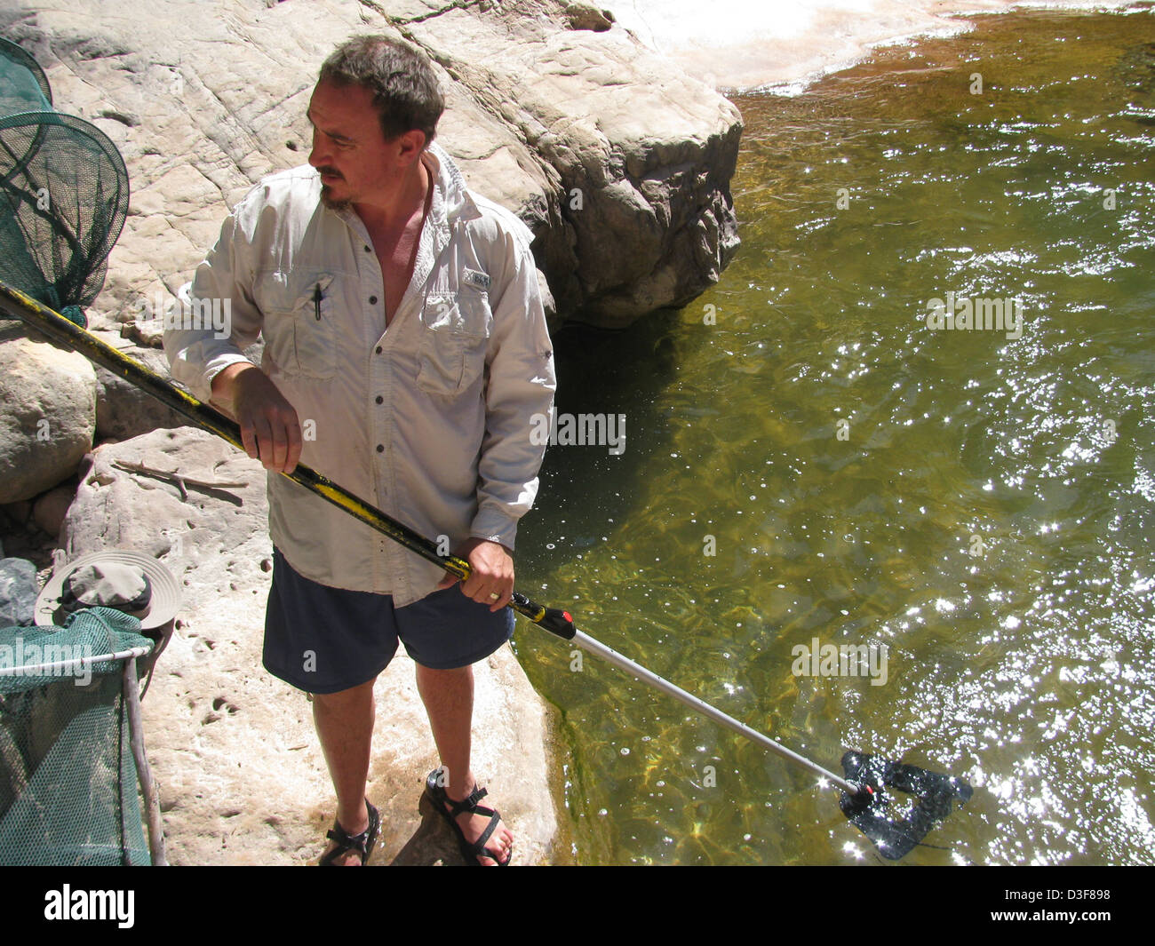 The Humpback Chub translocation project in Shinumo Creek is a key ...