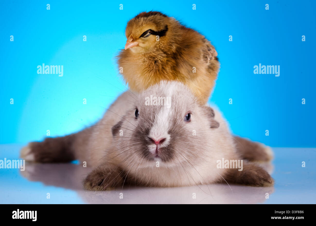 Happy Easter. Chickens and bunny Stock Photo - Alamy