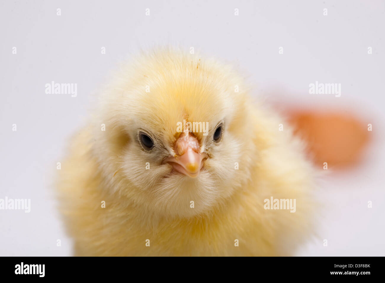Young Chicks Portrait Stock Photo - Alamy