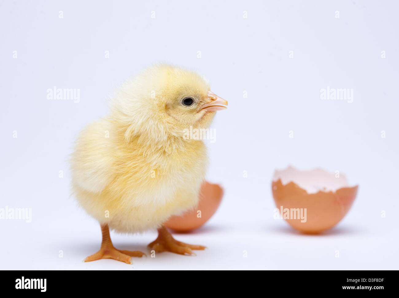 Chick and Eggs Stock Photo - Alamy