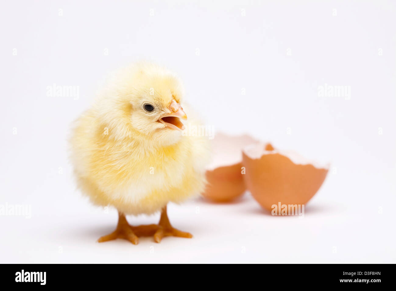 Young Chicks Portrait Stock Photo - Alamy