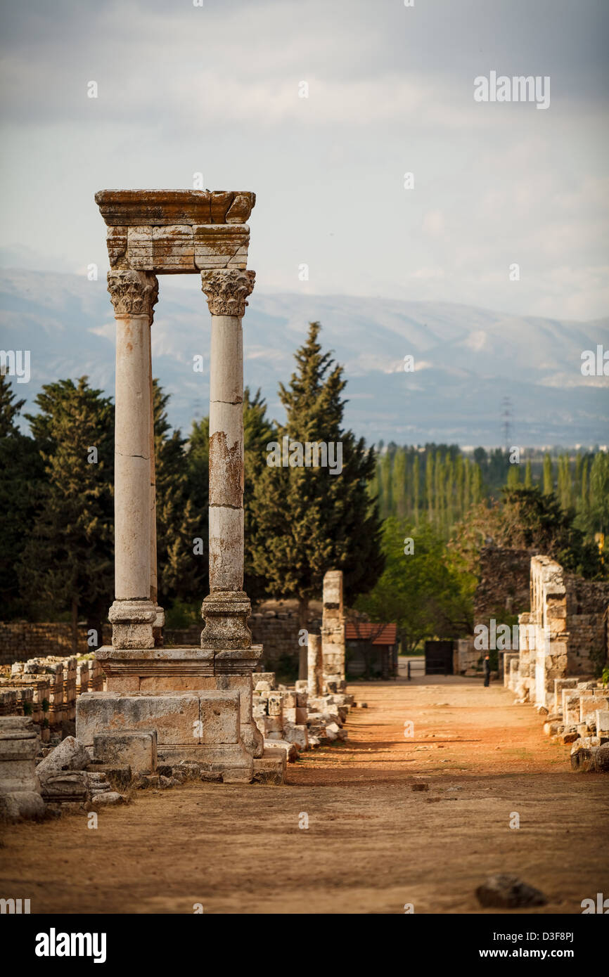 Gerrha hi-res stock photography and images - Alamy