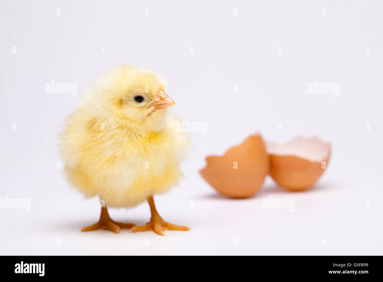 Young Chicks Portrait Stock Photo - Alamy