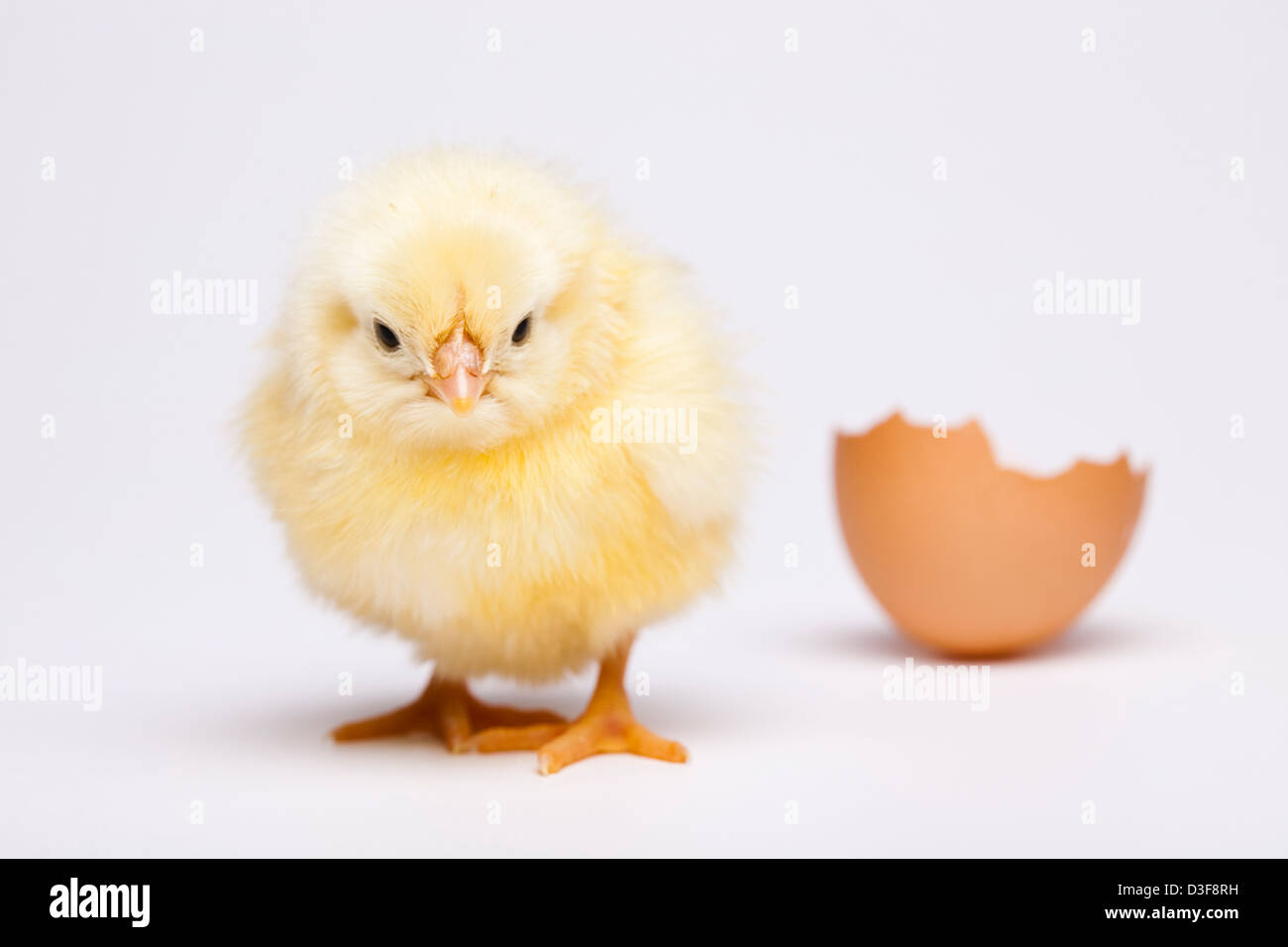 Young Chicks Portrait Stock Photo - Alamy