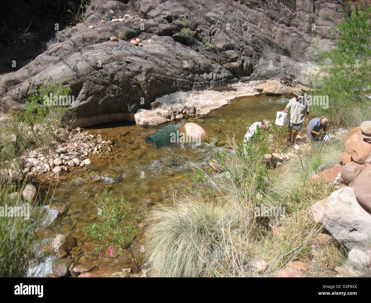The translocation of the endangered Humpback Chub to Shinumo Creek is a ...