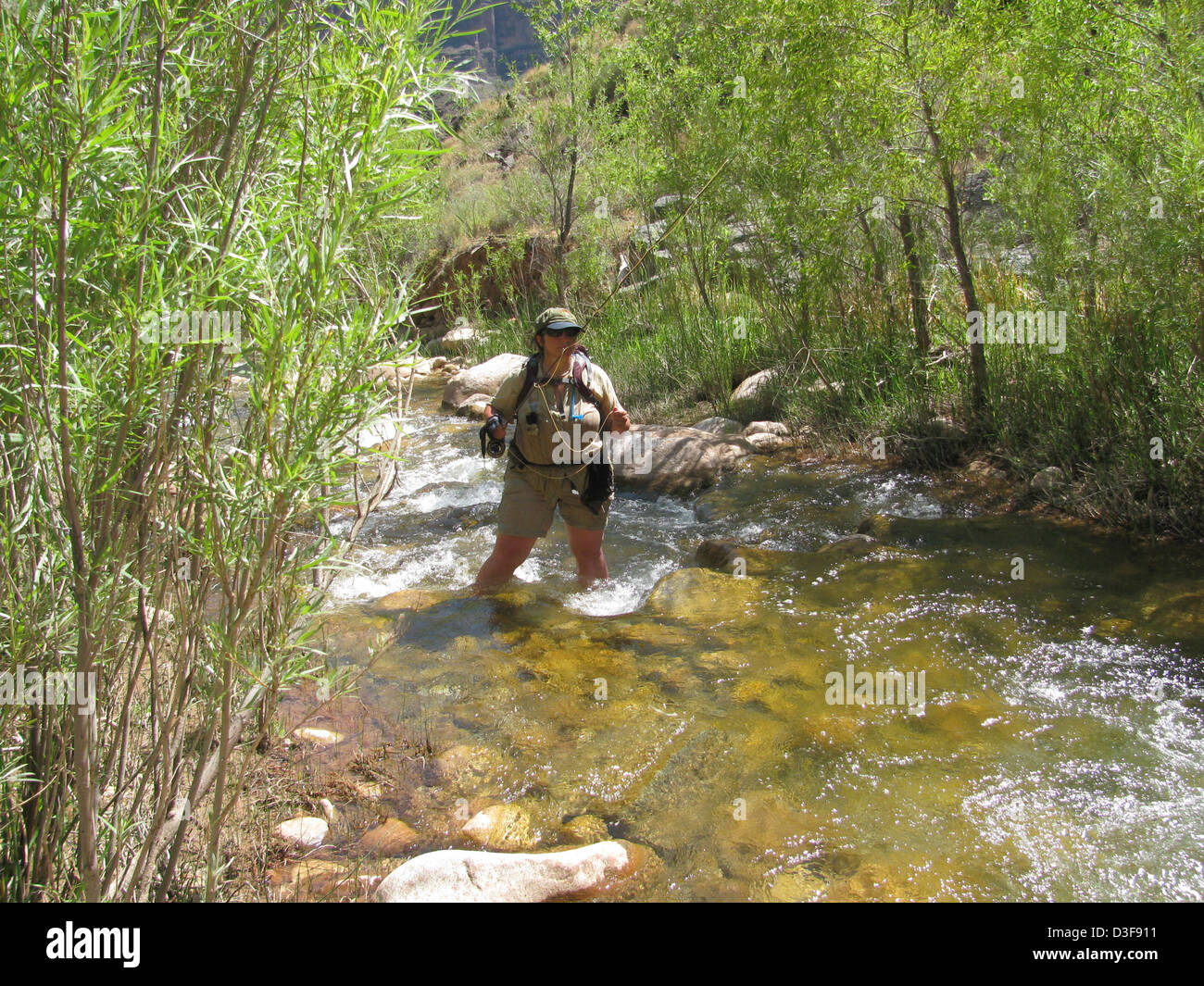 The Humpback Chub, a native fish species, is being translocated to ...