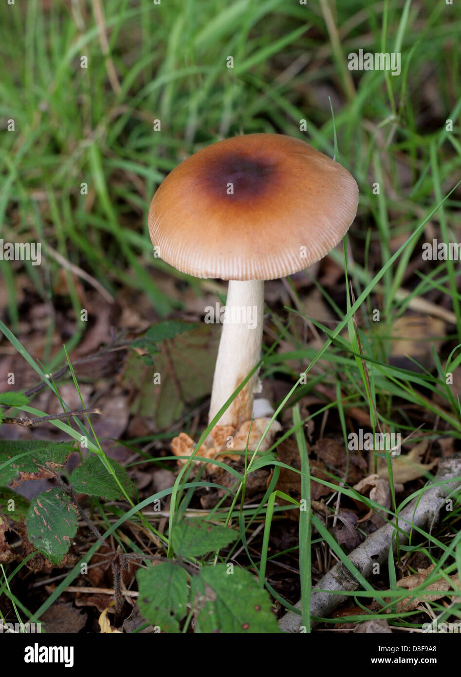 Tawny Grisette Fungus, Amanita fulva, Amanitaceae Stock Photo - Alamy