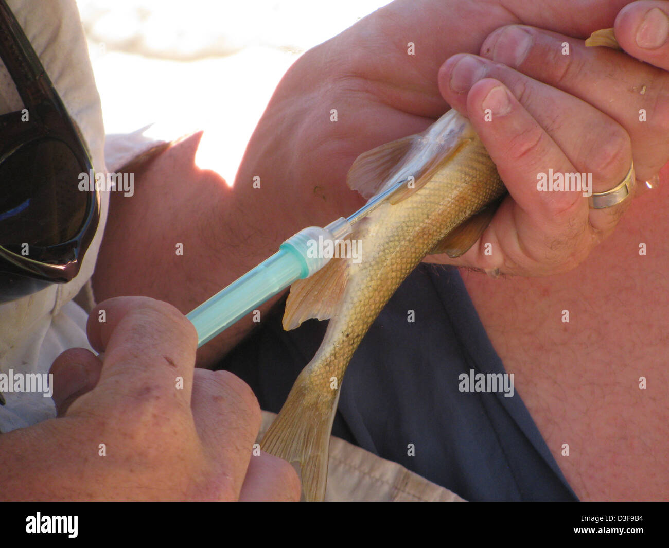 The Humpback Chub translocation project in Shinumo Creek aims to ...