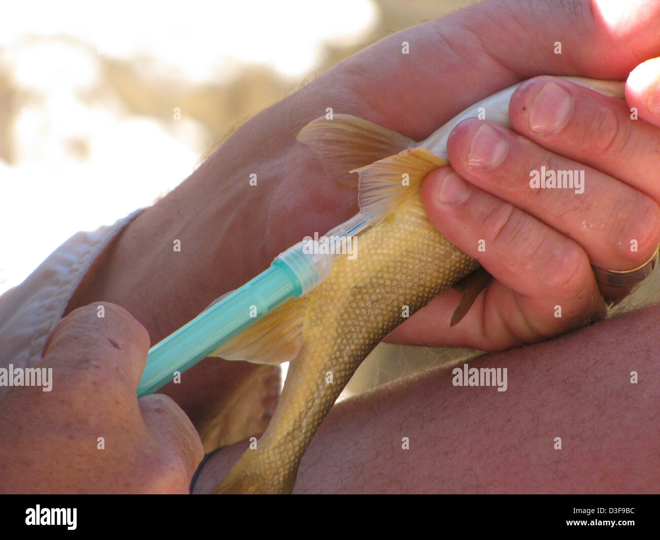 The Humpback Chub, a native fish species, was relocated to Shinumo ...