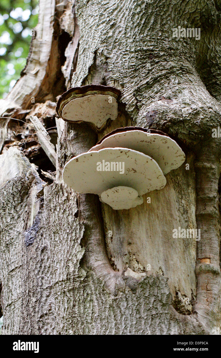Artists bracket fungi hi-res stock photography and images - Alamy