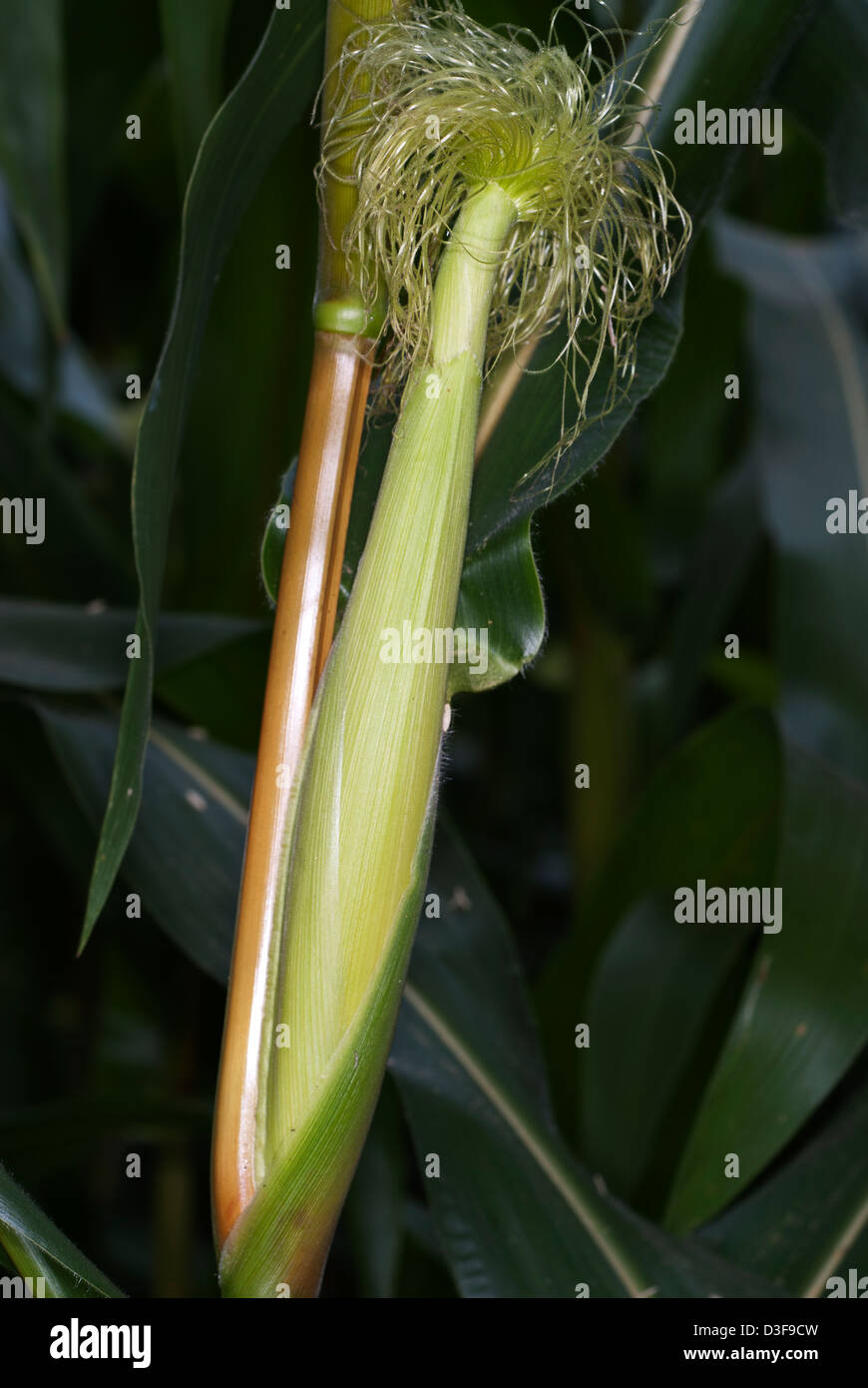 ear of corn with tassels Stock Photo - Alamy