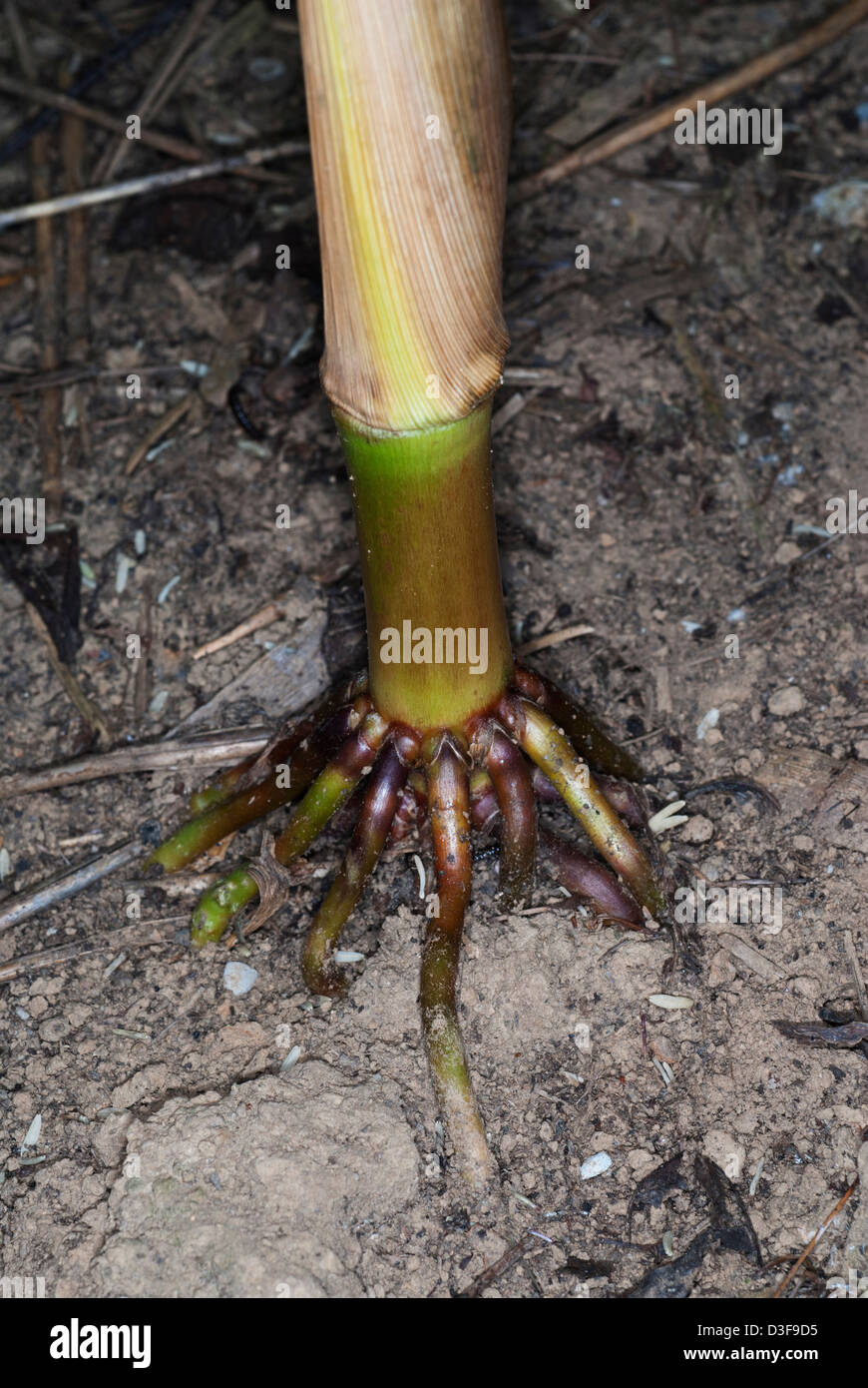 roots of a corn plant Stock Photo - Alamy